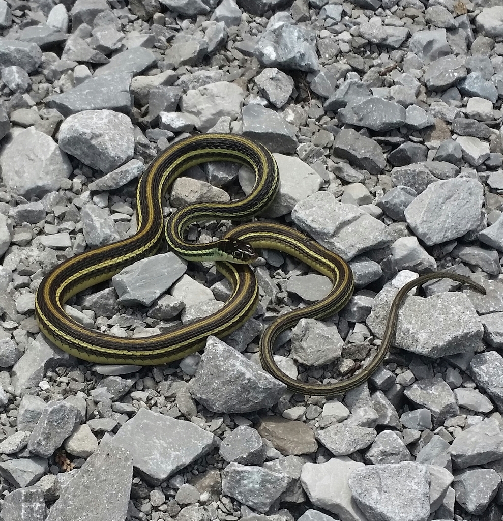 Western Ribbon Snake from Bourg, LA 70343, USA on July 23, 2020 by ...