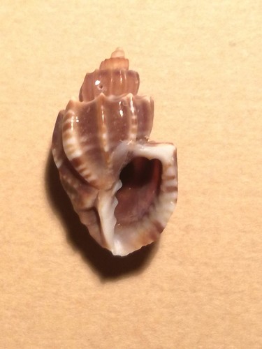 Scalptia textilis · iNaturalist