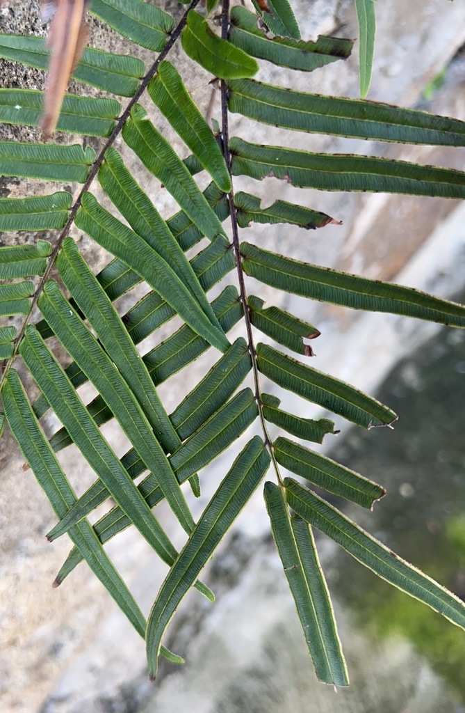 ladder fern from Soufriere, St Lucia on January 20, 2024 at 08:08 PM by ...