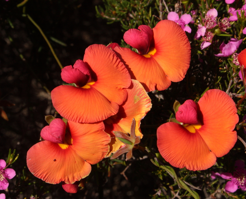 Twining Gompholobium from Wellstead WA 6328, Australia on October 3 ...