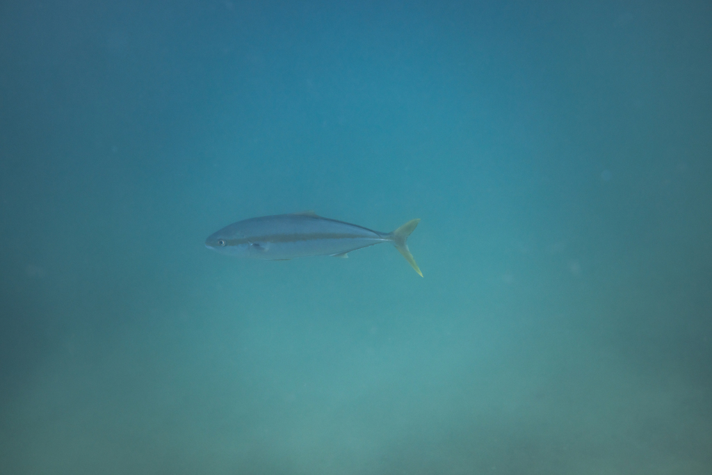 Yellowtail Kingfish from Sydney NSW, Australia on January 26, 2024 at ...