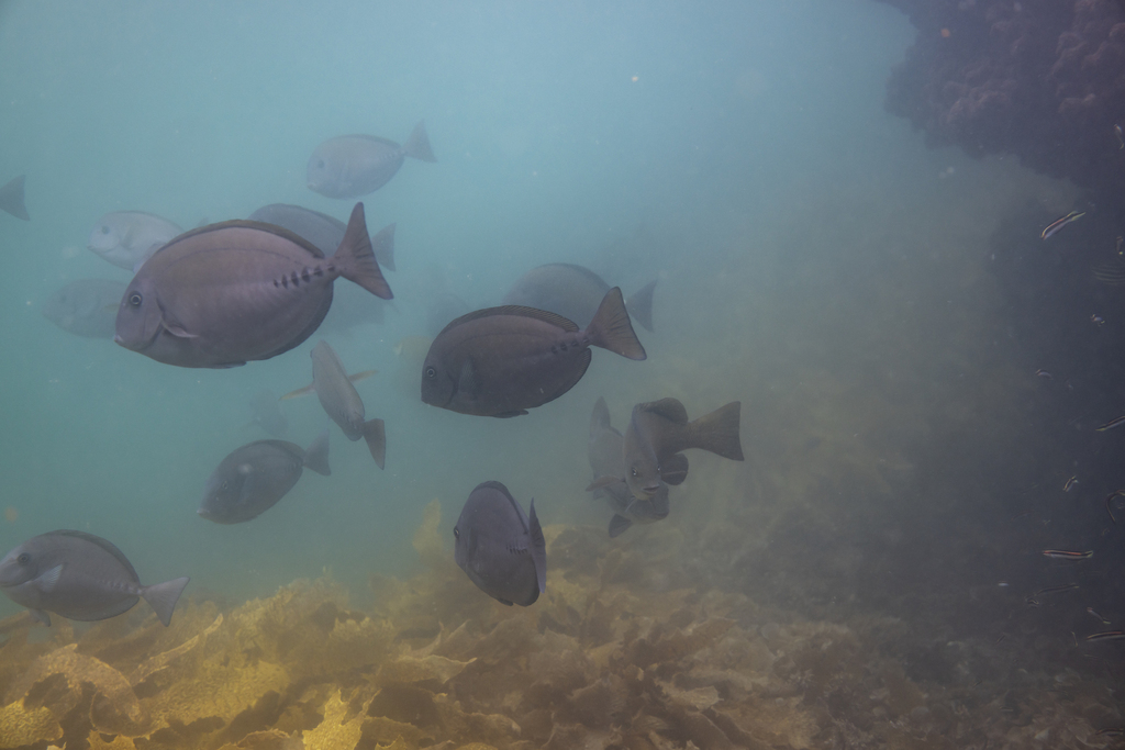 Australian Sawtail from Sydney NSW, Australia on January 26, 2024 at 10 ...