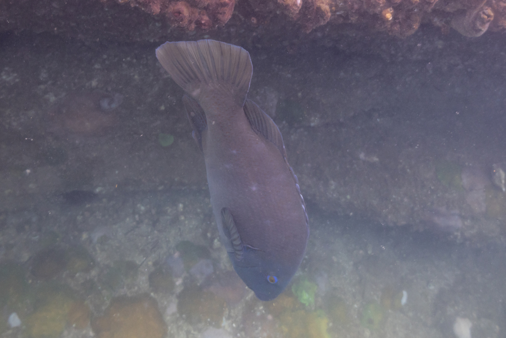 Eastern Blue Groper from Sydney NSW, Australia on January 26, 2024 at ...