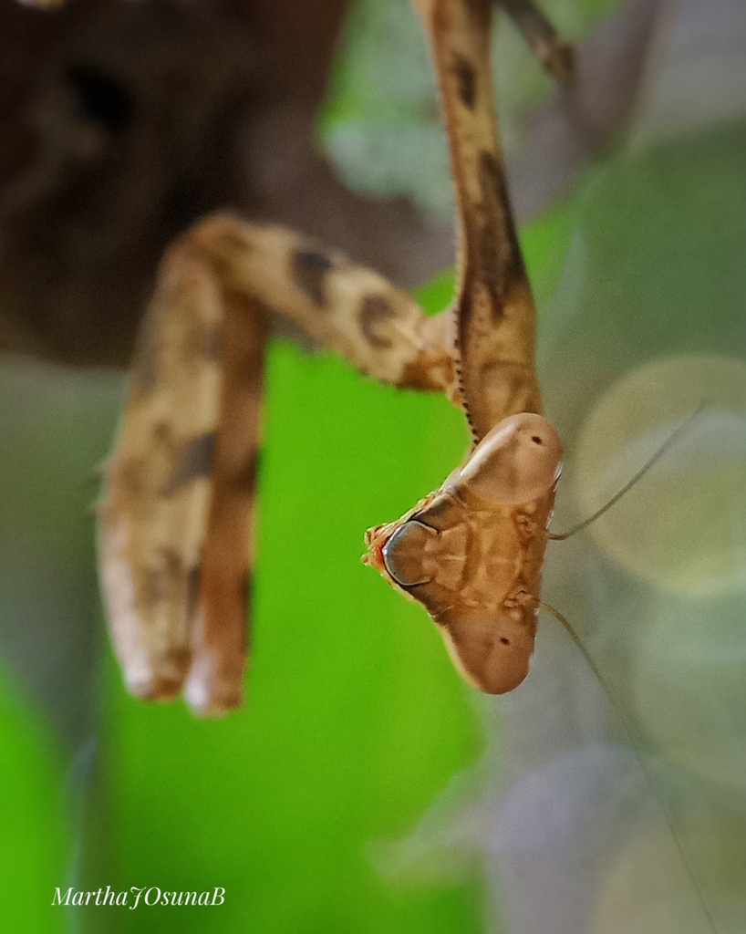 Arizona Mantis from VQ4M+MX, 80384 Imala, Sin., México on January 26 ...