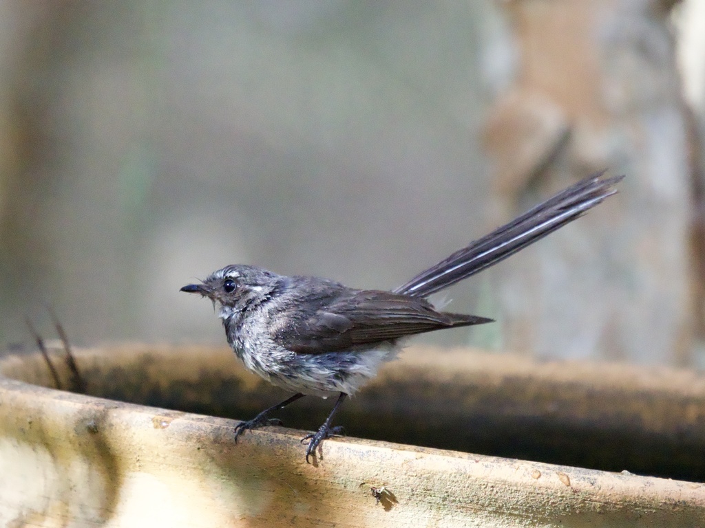 Grey Fantail from Chelsea Rd, Ransome, QLD, AU on December 10, 2023 at ...