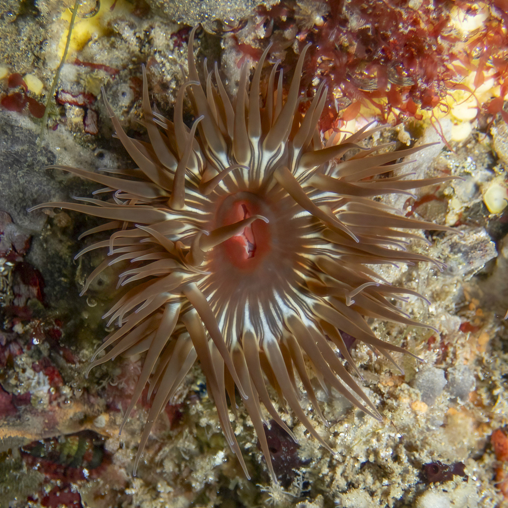 Anemonia mutabilis from Bare Bluff, New South Wales, Australia on ...