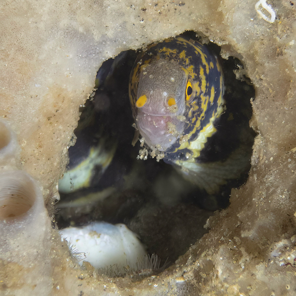 Snowflake Moray from Bare Bluff, New South Wales, Australia on January ...