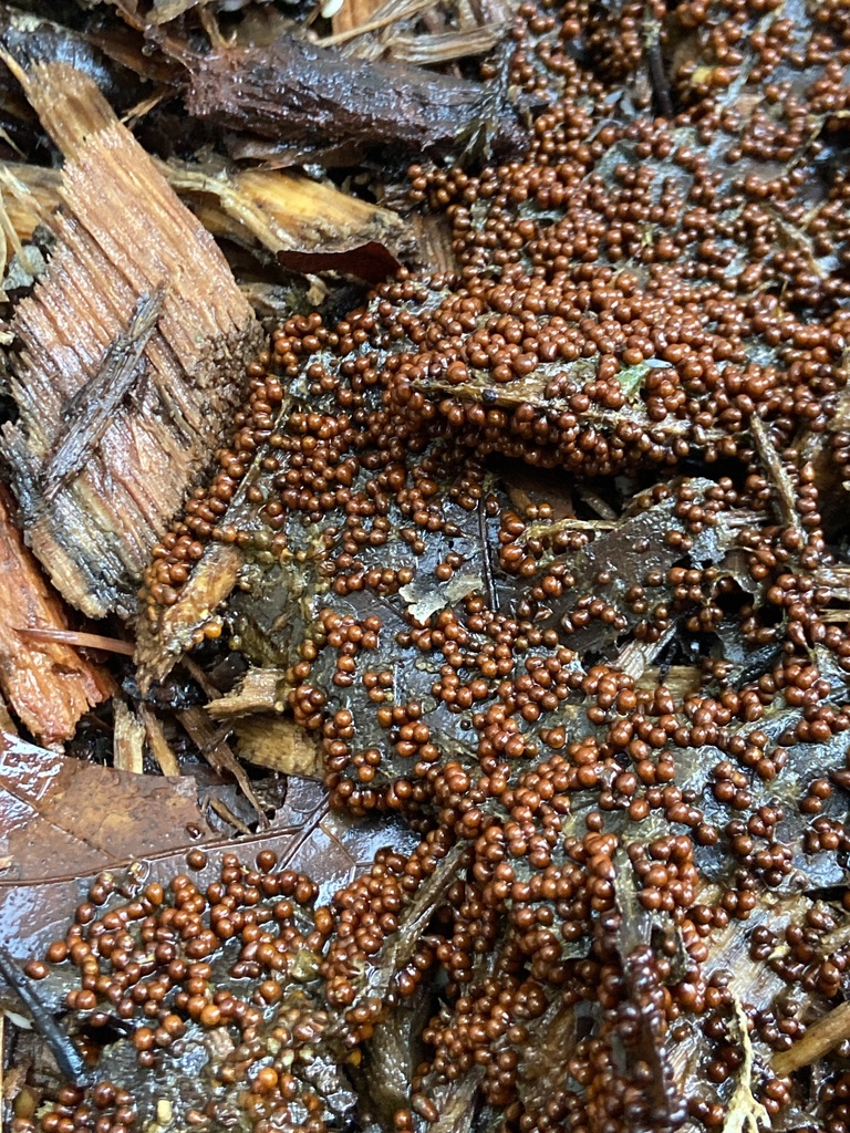insect-egg slime in January 2024 by Andrea Wuenschel. Toasty! · iNaturalist