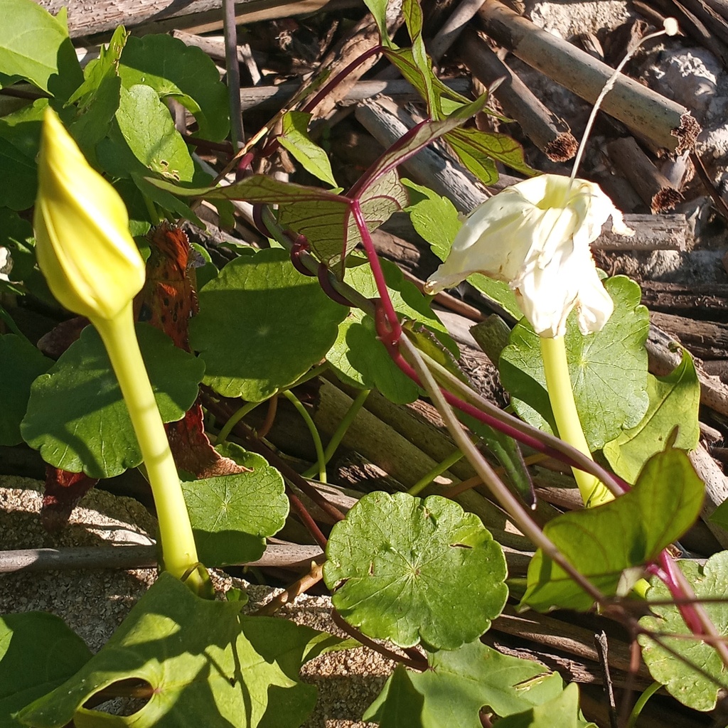 Moonflower from Polk County, FL, USA on January 21, 2024 at 09:53 AM by ...
