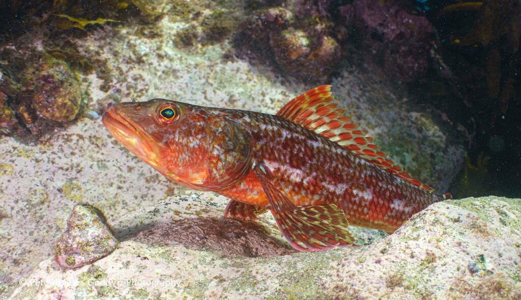 Sergeant Baker from Cabbage Tree Bay, Australia on January 19, 2024 at ...