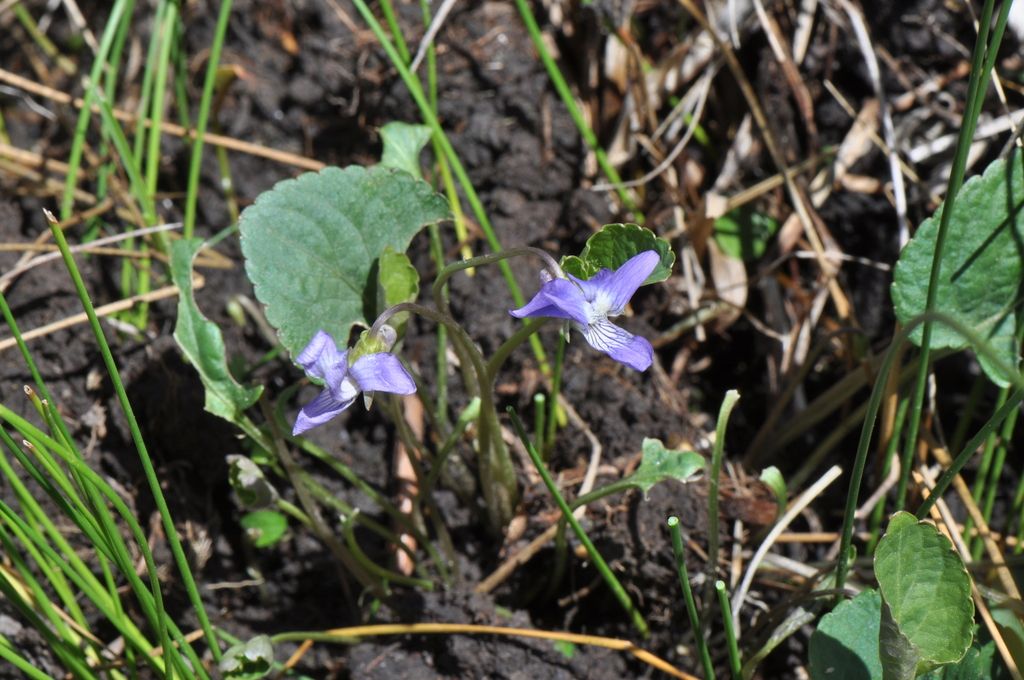 northern bog violet from Park County, CO, USA on June 27, 2020 at 11:11 ...