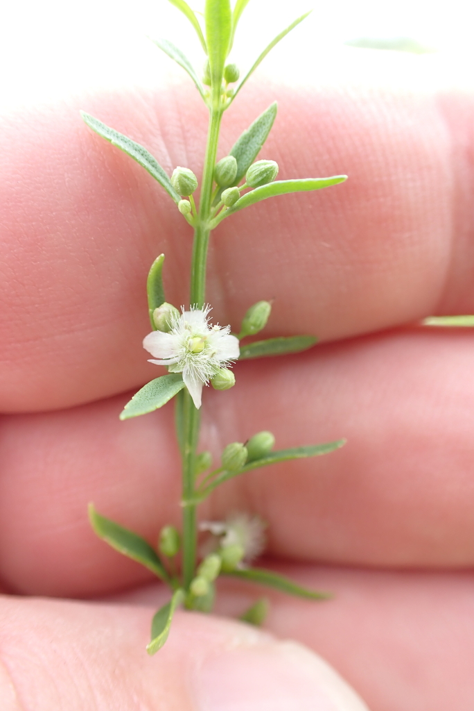 licorice weed from Mitchell NT 0832, Australia on January 27, 2024 at ...