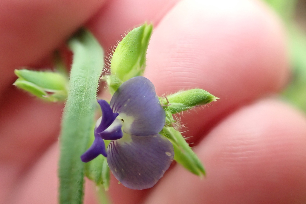 flowering plants from Mitchell NT 0832, Australia on January 27, 2024 ...