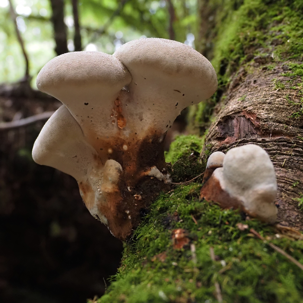 Artist's Brackets, Reishi, and Allies from Castra Circuit, Nietta TAS ...