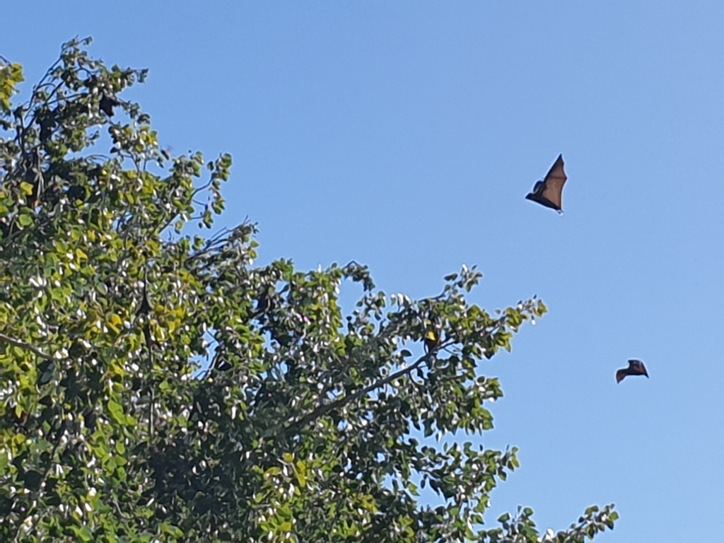 Grey-headed Flying-fox from Orbost VIC 3888, Australia on January 27 ...
