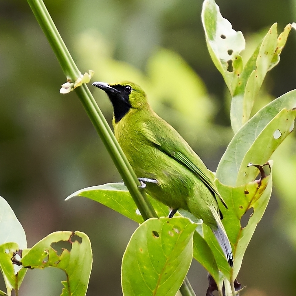 Lesser Green Leafbird in October 2019 by Dixon Lau · iNaturalist