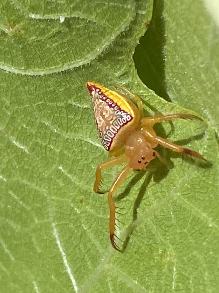 Walckenaer's Studded Triangular Spider from Elleker-Grasmere Rd ...