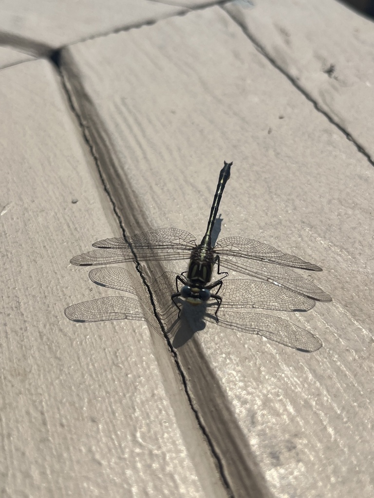 Gomphus from Beebe Pond, Bomoseen, VT, US on June 2, 2023 at 02:22 PM ...