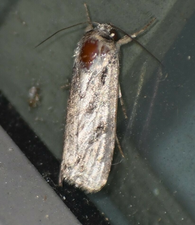Fall Armyworm Moth from South Side, Corpus Christi, TX, USA on January ...