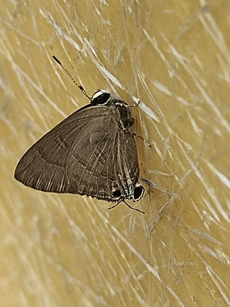 Common Red Flash from BDS Nagar, Narayanapura, Bengaluru, Karnataka ...