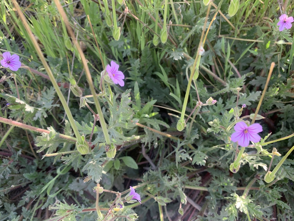 Mediterranean Stork's-bill from Crystal Cove State Park, Laguna Beach ...