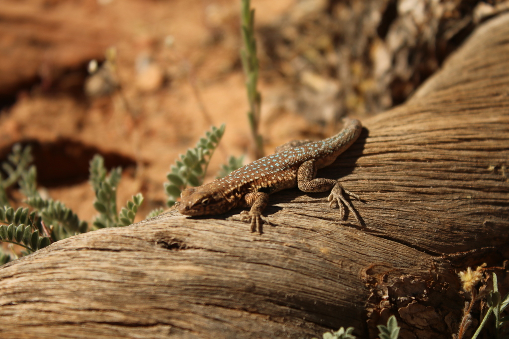 Common Side-blotched Lizard from Washington County, UT, USA on May 14 ...