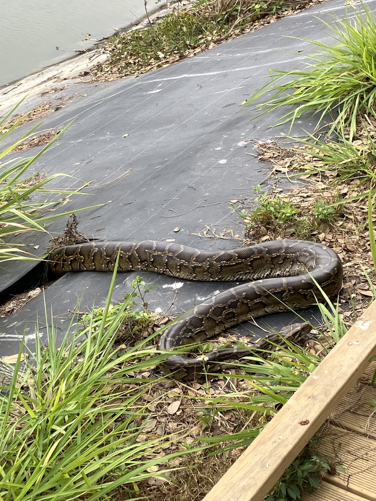 Burmese Python in January 2024 by lucinda_ho · iNaturalist