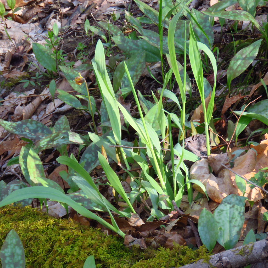 Milium (Poaceae (Grass) of the Pacific Northwest) · iNaturalist