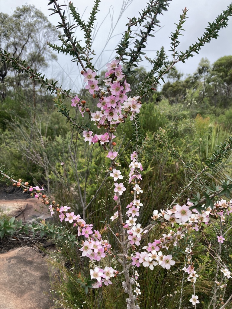 Peach-flowered Tea Tree from Brisbane Water National Park, Patonga, NSW ...