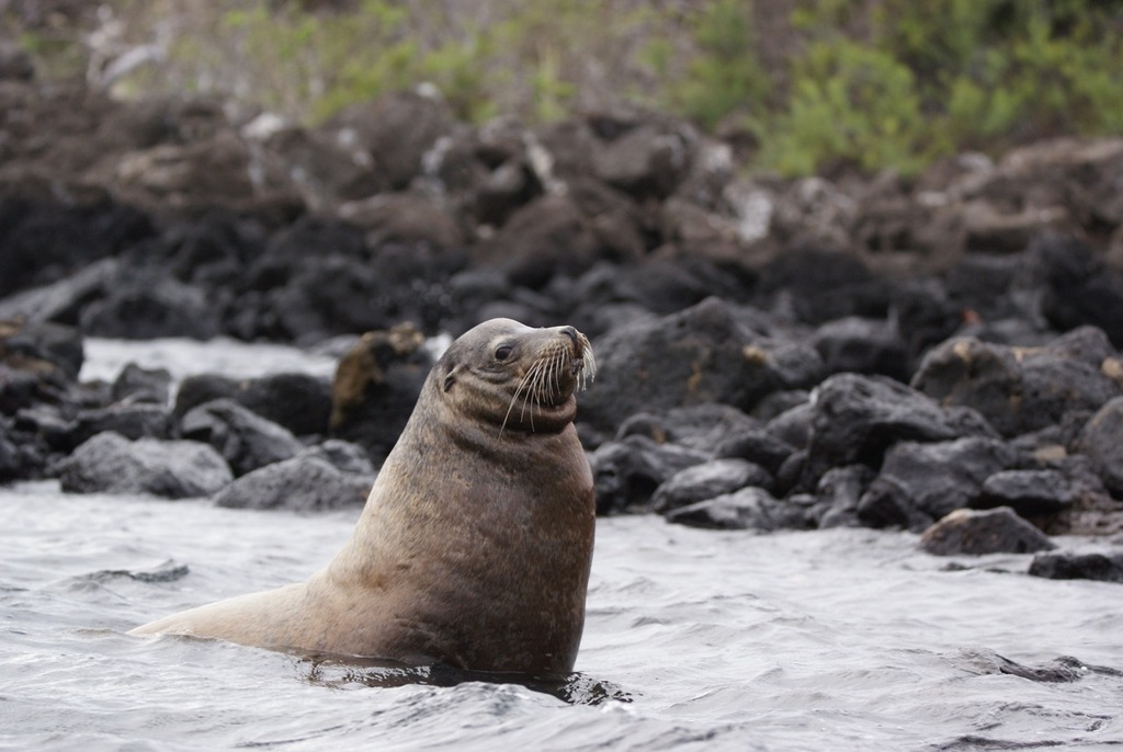 Galápagos Sea Lion in November 2023 by dawnmiles · iNaturalist