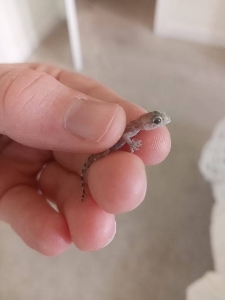 Mediterranean House Gecko from Steiner Ranch, Austin, TX 78732, USA on ...