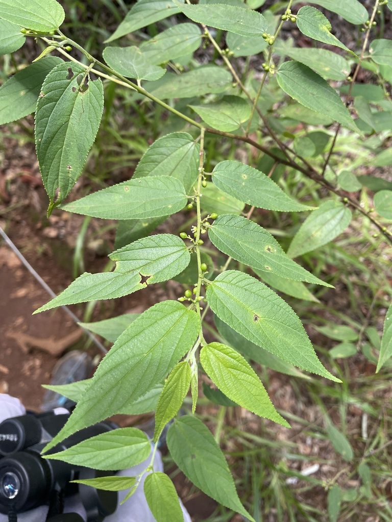 Nettle Tree from Tintenbar, NSW, AU on January 19, 2024 at 02:19 PM by ...