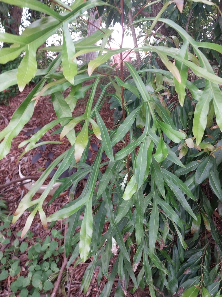 ivory curl tree from Mapleton QLD 4560, Australia on January 27, 2024 ...
