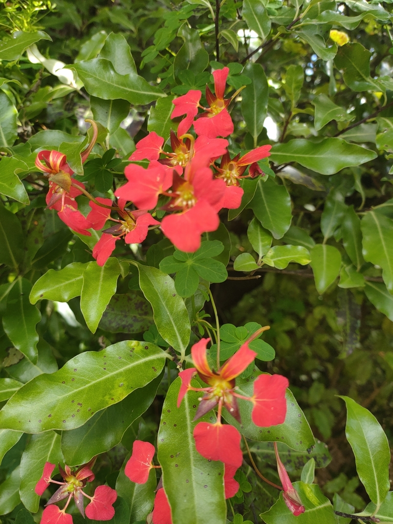 Chilean Flame Creeper from Omaui 9877, New Zealand on January 27, 2024 ...