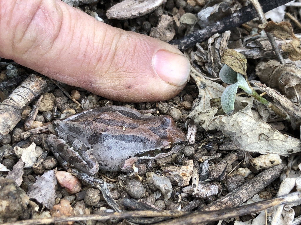 Baja California Tree Frog in January 2024 by John F. Green. Very large ...