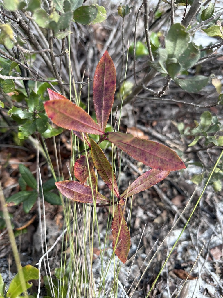Queen's Delight from Sebring, FL, US on January 26, 2024 at 02:01 PM by ...