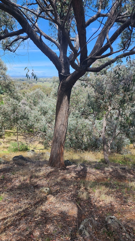 Red Stringybark from Lyal VIC 3551, Australia on January 27, 2024 at 12 ...