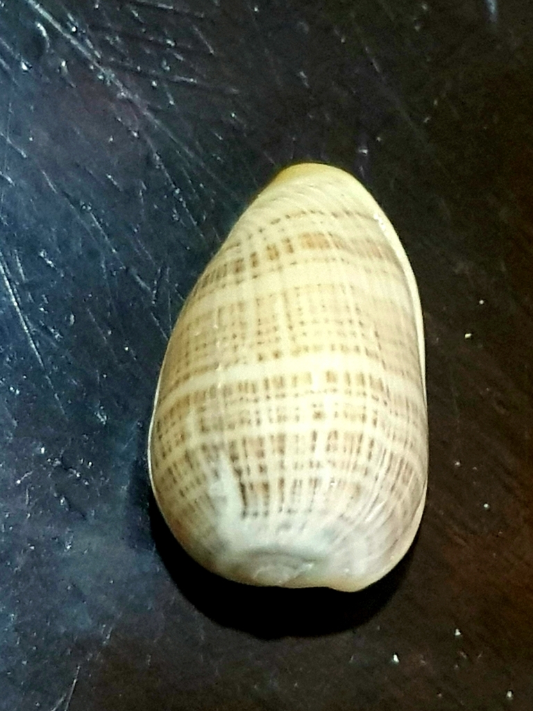 Cryptospira strigata from Kampung Lubok Buaya, 07000 Langkawi, Kedah ...