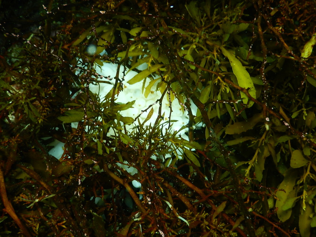 Southern Reef Squid from Malibu Dr, Bawley Point, NSW, AU on January 27 ...