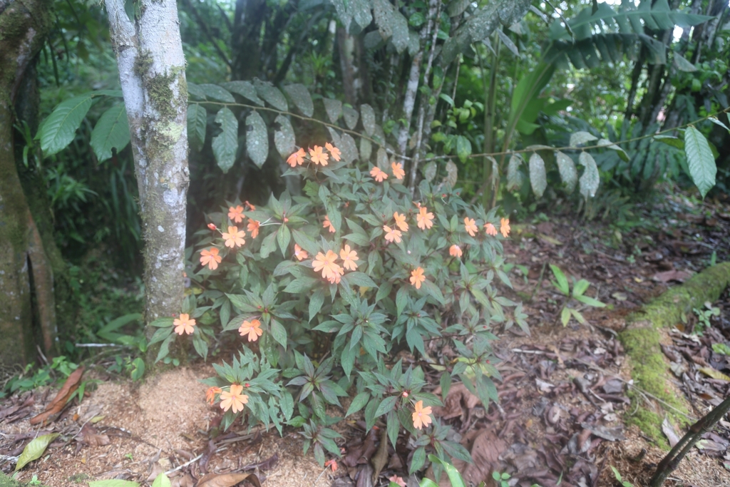 flowering plants from F2QC+5Q8, Puyo, Ecuador on January 13, 2024 at 09 ...