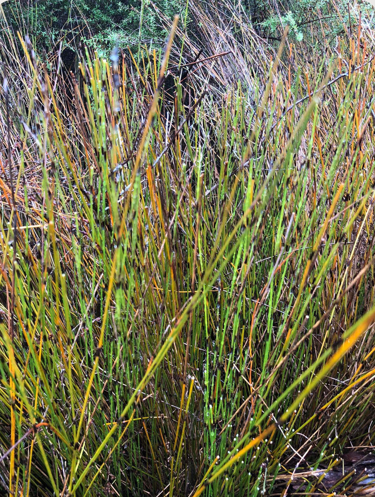 Jointed rush from North Island, Turangi, Waikato, NZ on January 27 ...