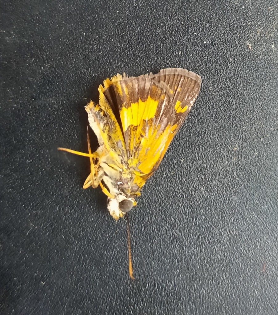 Grass Darts and Darters in January 2024 by tiffany_beachy · iNaturalist