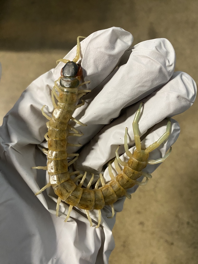 Scolopendra aztecorum from Chula Vista, CA, US on January 25, 2024 at ...