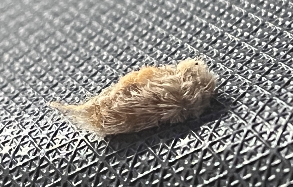 Southern Flannel Moth from SW Eighth St, Miami, FL, US on November 13 ...