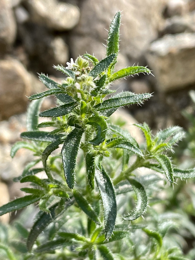 shrubby cryptantha from Indio, CA, US on January 26, 2024 at 09:45 AM ...