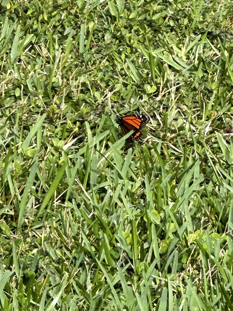 Monarch from University Of Miami, Coral Gables, FL, US on January 23 ...