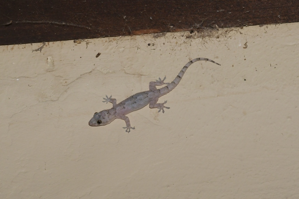 Tropical House Gecko from Zululand DC, South Africa on April 03, 2019 ...