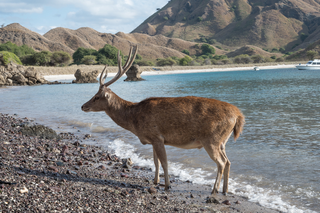 Javan Rusa (Rusa timorensis) - Know Your Mammals