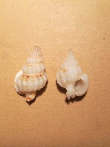 Nassaria sinensis · iNaturalist Mexico