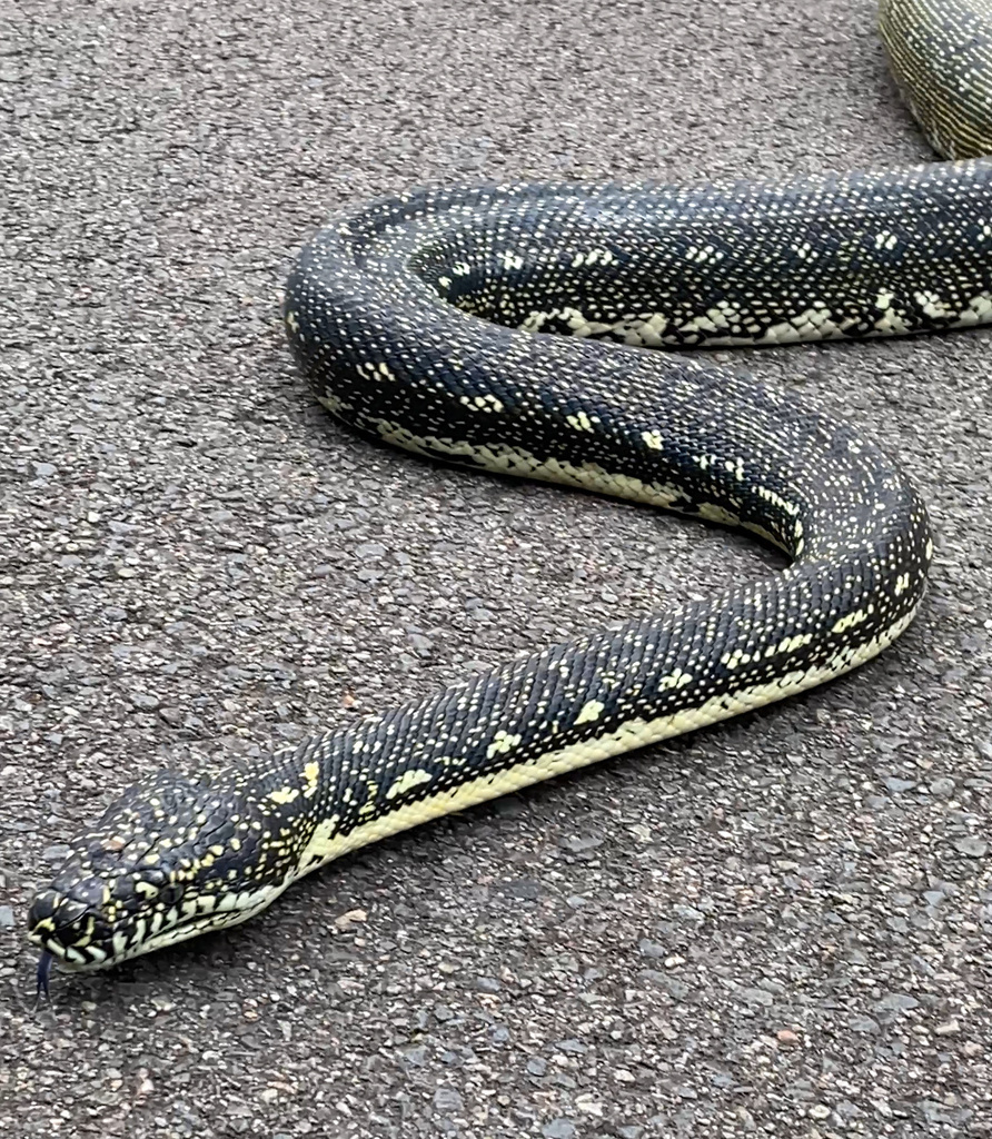 Diamond Python from Lane Cove National Park, Macquarie Park, NSW, AU on ...